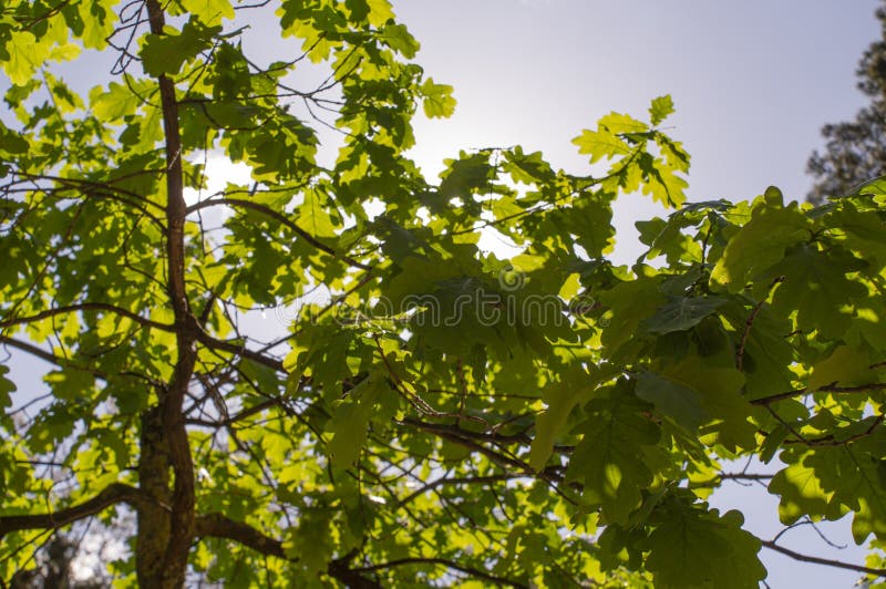 Tree Leaves Against Sunlight Stock Image - Image of bright, branches ...