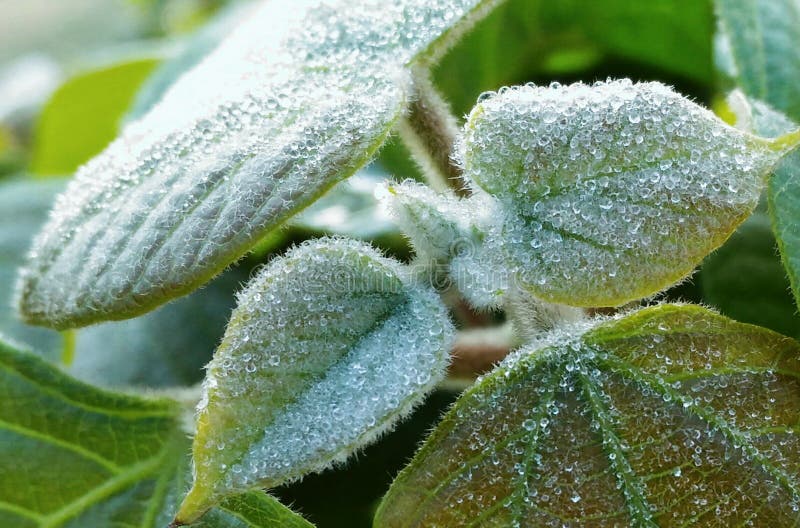 Tree Leaves stock photo. Image of amazing, leaves, look - 95737118