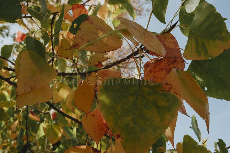 Color of Tree leaves stock image. Image of season, lush - 221516357