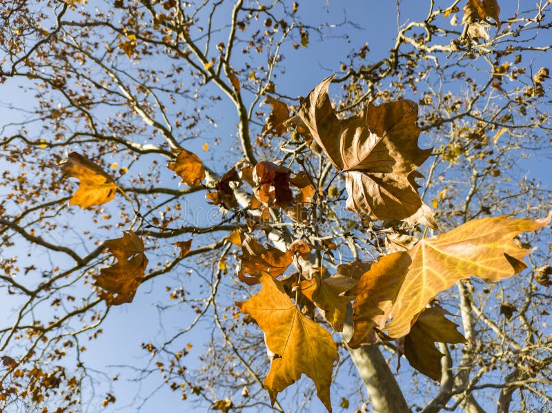 Tree Leaves in Autumn Colors Stock Image - Image of october, beautiful ...