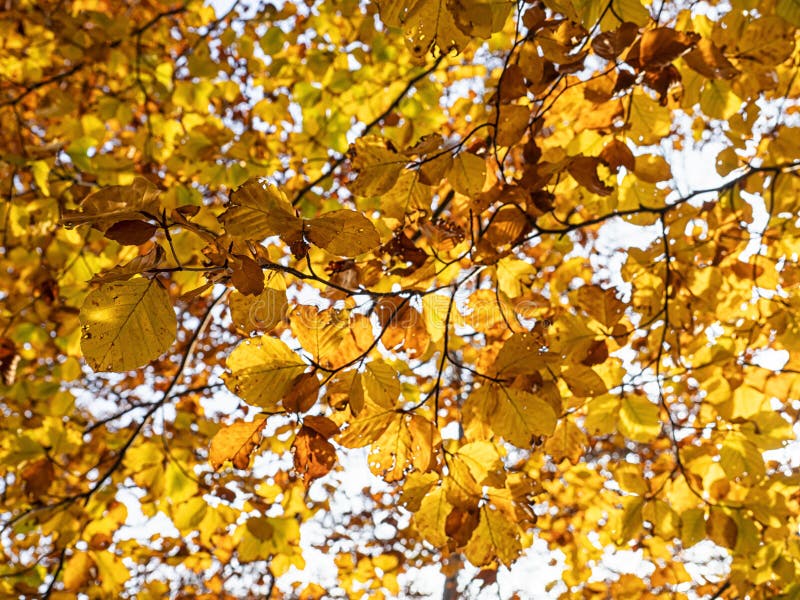 Tree Leaves in Autumn Colors Stock Photo - Image of nature, golden ...
