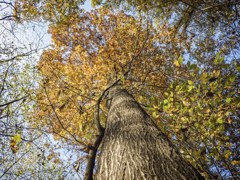 Tree Leaves in Autumn Colors Stock Image - Image of beech, fall: 201477257