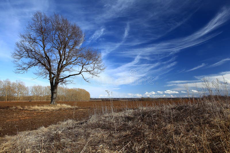 Tree Without Leaves In Autumn Field Stock Image - Image of drawing ...