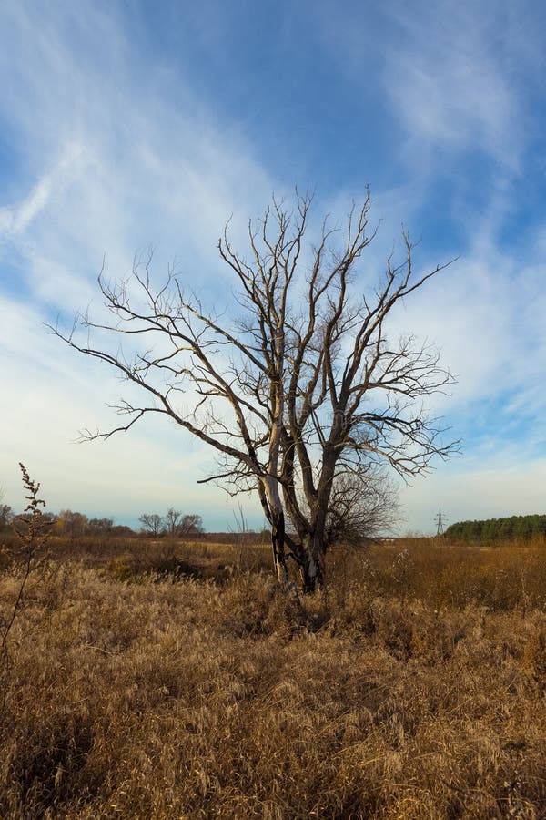 Big Tree without Leaves Against the Clear Blue Sky. Autumn Lands Stock ...