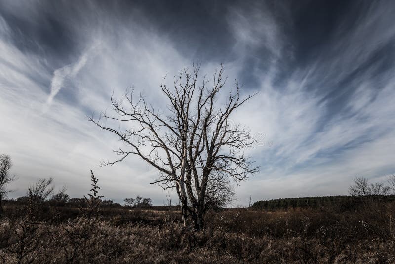 Tree without Leaves on a Autumn Landscape. Toned Stock Image - Image of ...