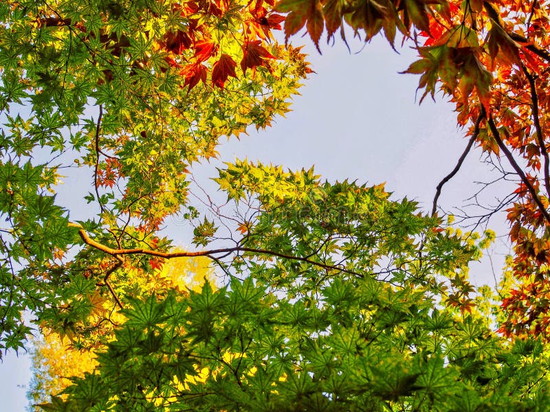 Tree Leaves in Autumn stock image. Image of autumn, branches - 150209823