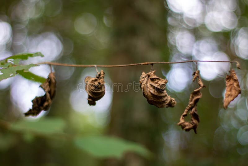 Tree Leaves in Autumn that Will Soon Fall Stock Photo - Image of leaves ...