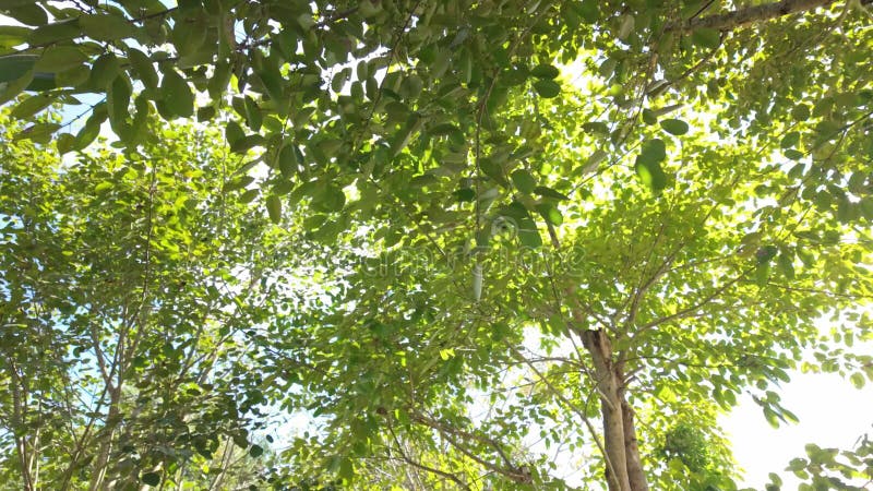 Tree Leaves Bathed in Sunbeams Stock Video - Video of green, sunbeams ...