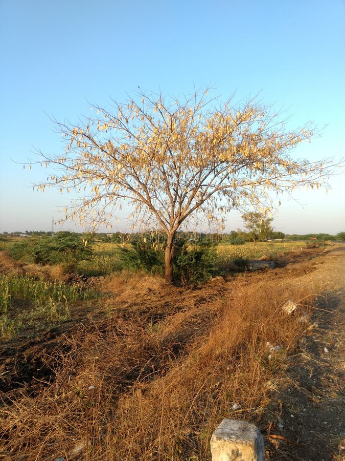 Tree without leaves stock photo. Image of leaves, brown - 86576068