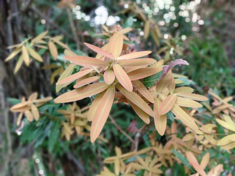 Tree Leaves Beautiful Nice Color in the Forest Stock Photo - Image of ...