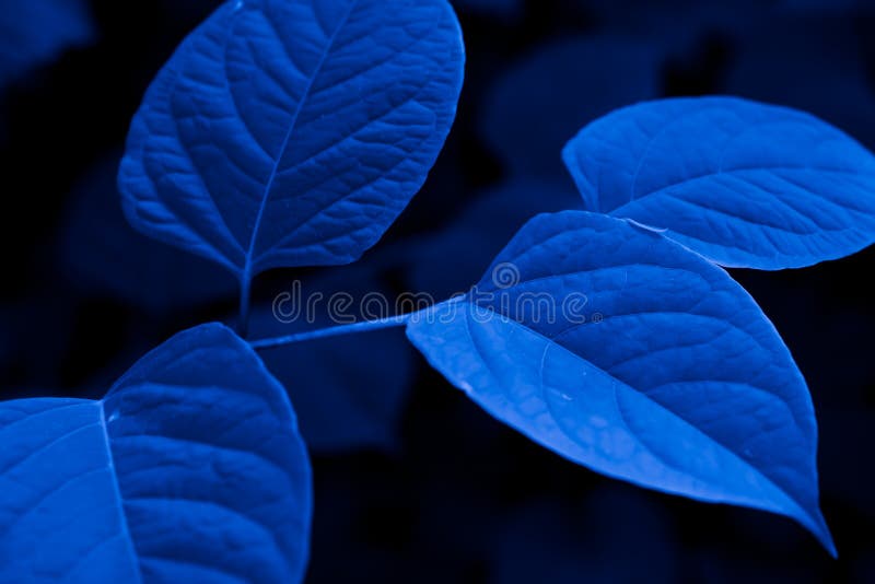 Tree leaves in blue light stock photo. Image of texture - 249332354