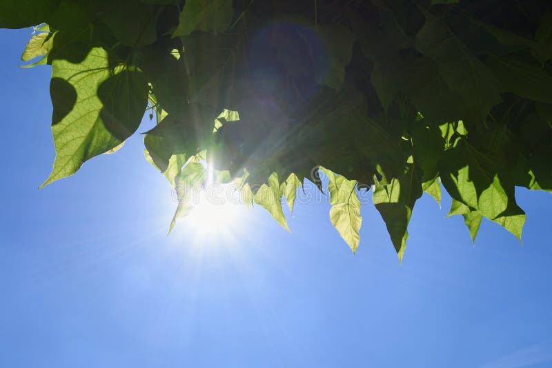 Tree Leaves with Blue Sky and Sunshine Stock Image - Image of green ...