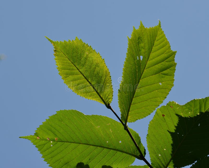 Tree Leaves from Bottom Against Blue Sky Stock Image - Image of growth ...
