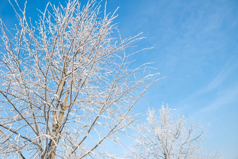Tree without Leaves with Branches Covered with White Snow Stock Image ...
