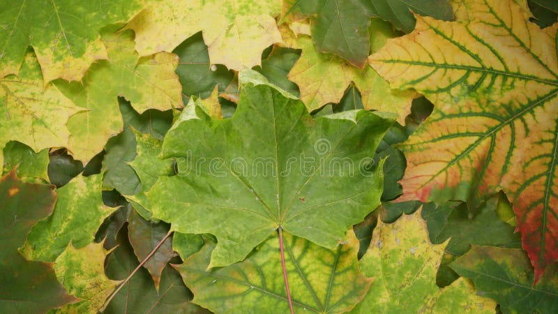 Tree Leaves Changing Color and Dry. Plant Leaf Texture Transformation ...