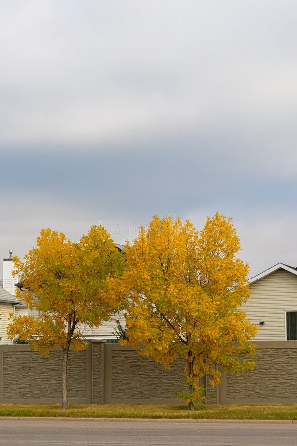 Tree Leaves Changing Color for Fall Autumn Stock Photo - Image of urban ...