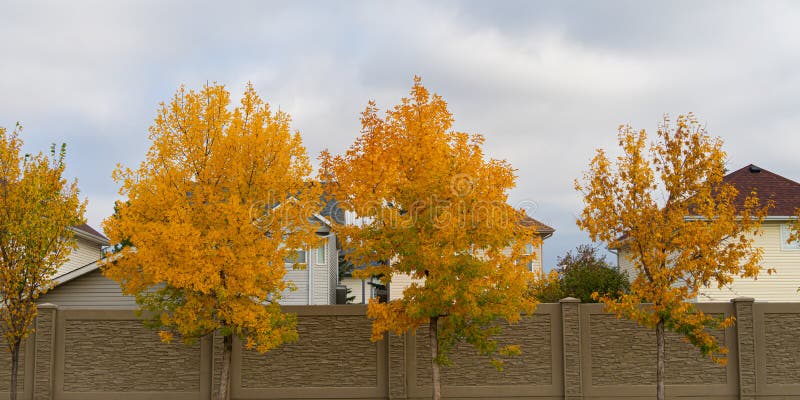 Tree Leaves Changing Color for Fall Autumn Stock Image - Image of ...