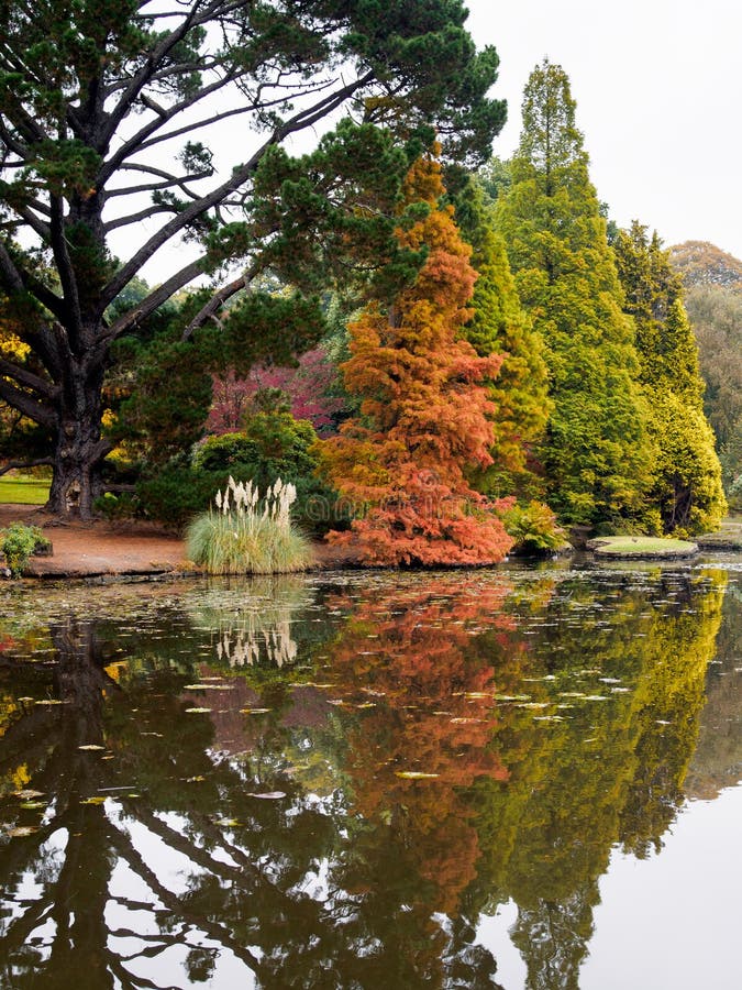 Tree Leaves Changing Colour Stock Image - Image of park, landscape ...