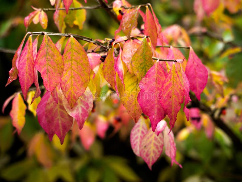 Tree Leaves Changing Colour Stock Photo - Image of park, background ...