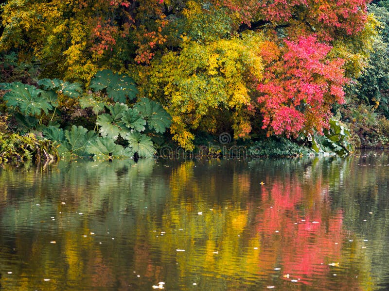 Tree Leaves Changing Colour Stock Photo - Image of green, tree: 79516386