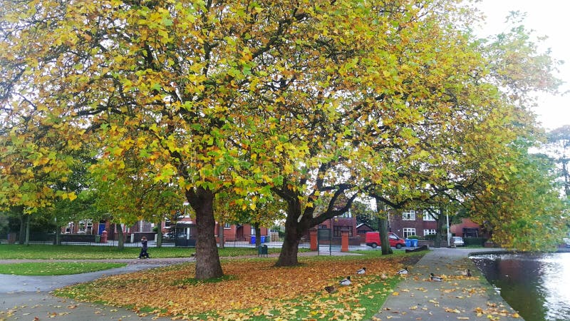 Autumn changes editorial image. Image of nature, season - 102026280