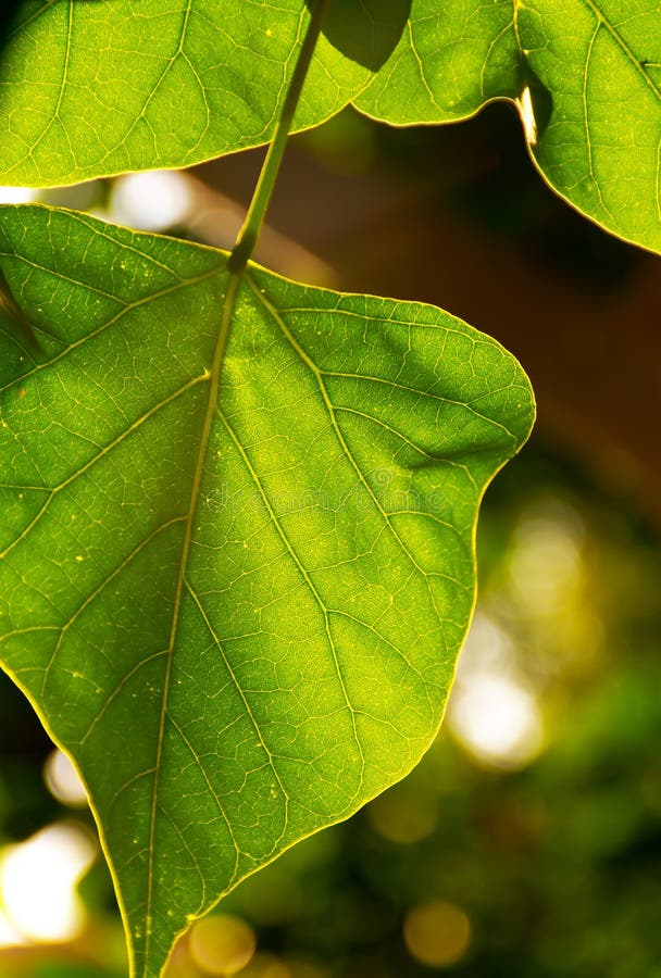 Tree leaves stock image. Image of evergreen, fresh, leaf - 109219997