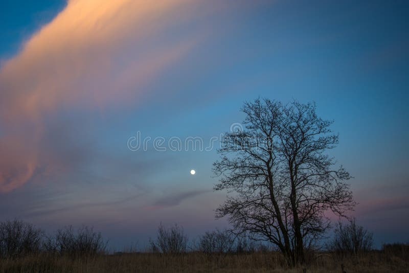Tree without Leaves, Clouds and Moon, Night View Stock Photo - Image of ...