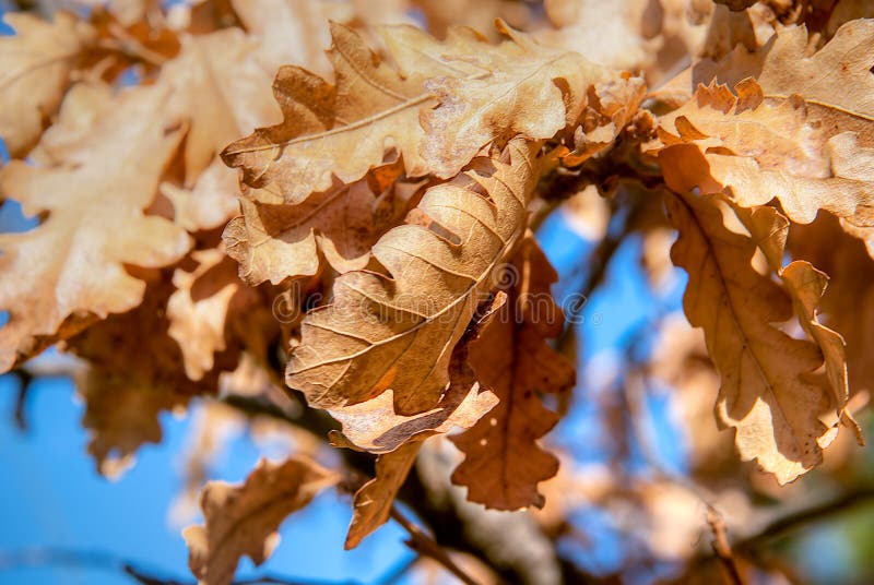 Tree leaves of cork stock image. Image of foliage, white - 24261315