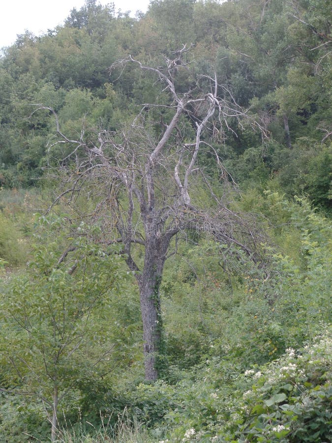 Tree without Leaves in the Countryside Stock Image - Image of grey ...