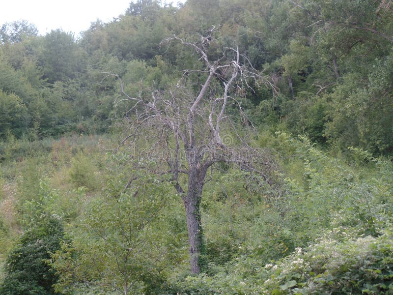 Tree without Leaves in the Countryside Stock Photo - Image of calm ...