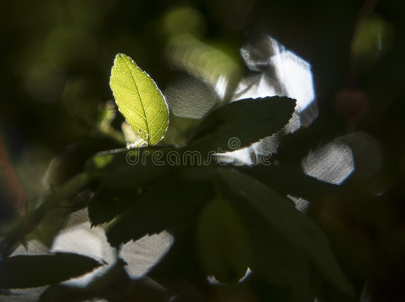 Tree Leaves Dimly Lit in the Twilight Stock Image - Image of yellow ...