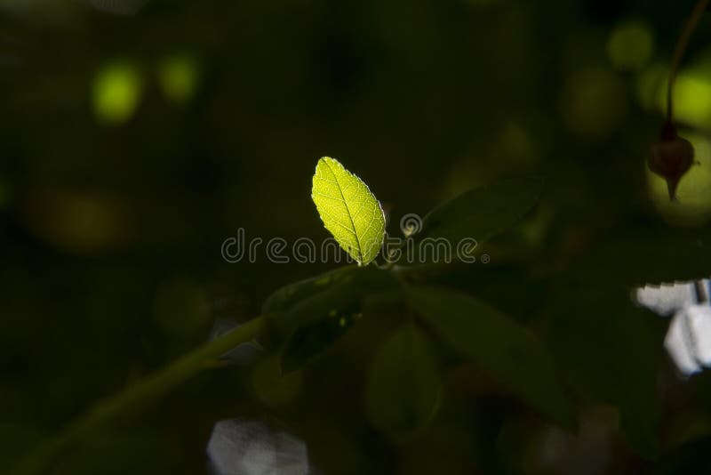 Tree Leaves Dimly Lit in the Twilight Stock Photo - Image of autumn ...
