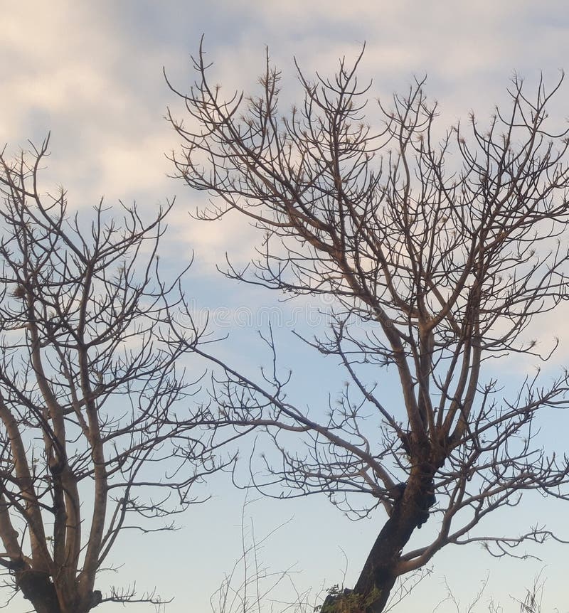 A Tree without Leaves in the Dry Season Stock Photo - Image of winter ...