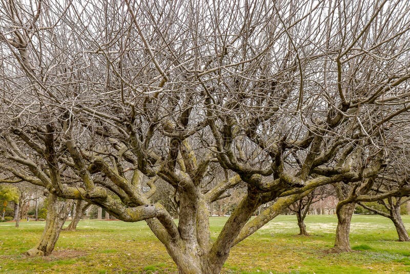Tree without Leaves. Early Spring Concept. Nature Waking Up. Stock ...