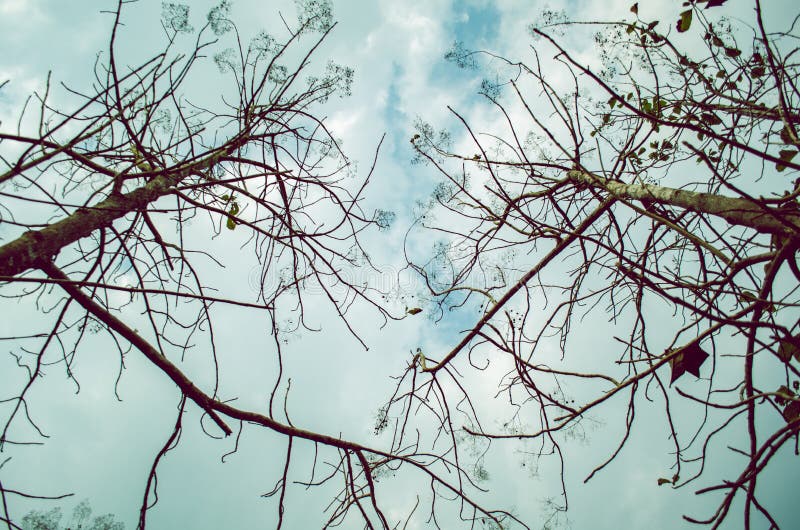 The Tree that Leaves Fall, Leaving only the Branches Stock Image ...