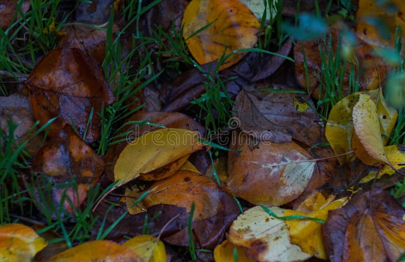 Tree Leaves Falling on the Ground Stock Photo - Image of plant, foliage ...