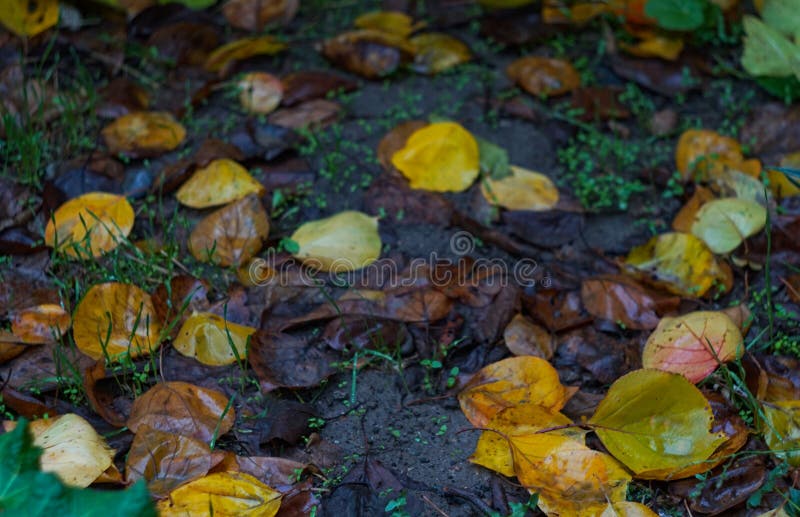 Tree Leaves Falling on the Ground Stock Image - Image of forest ...