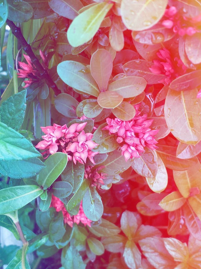 Tree Leaves and Flower with Gradient Color Stock Image - Image of ...