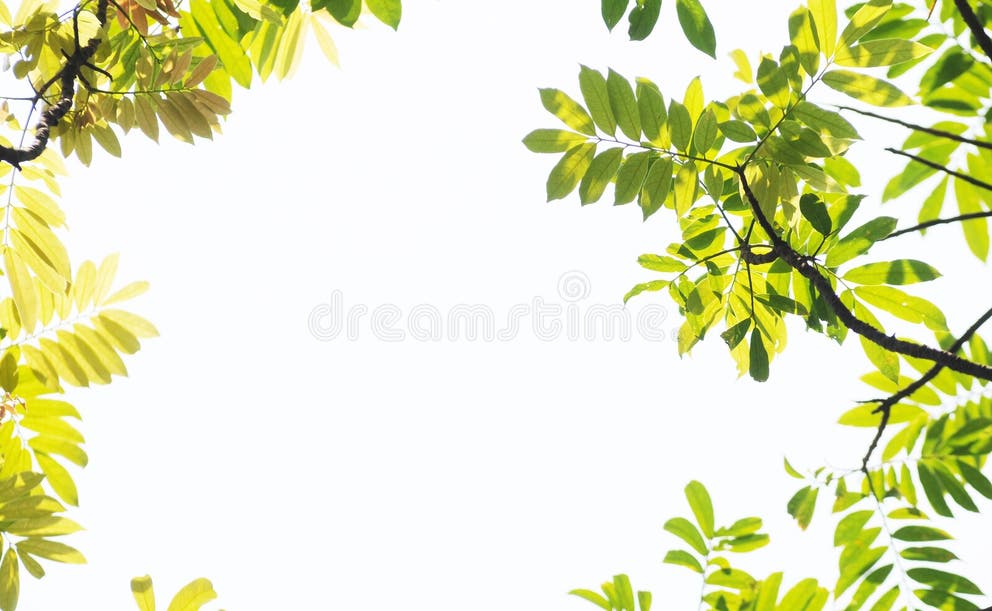 Tree leaves forground stock image. Image of leaves, pure - 9242763
