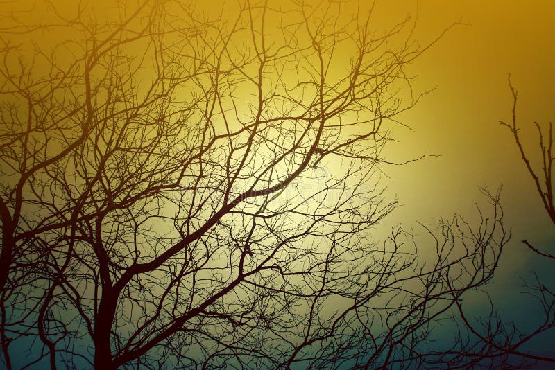 Tree without Leaves are Formed from these Branches Natural Light and ...