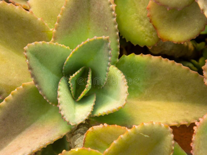 Tree Leaves in the Garden Has a Star Shape Stock Photo - Image of ...