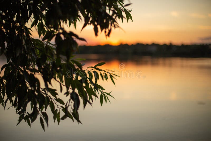 Tree Leaves Gleaming Under the Beautiful Sunset Stock Image - Image of ...