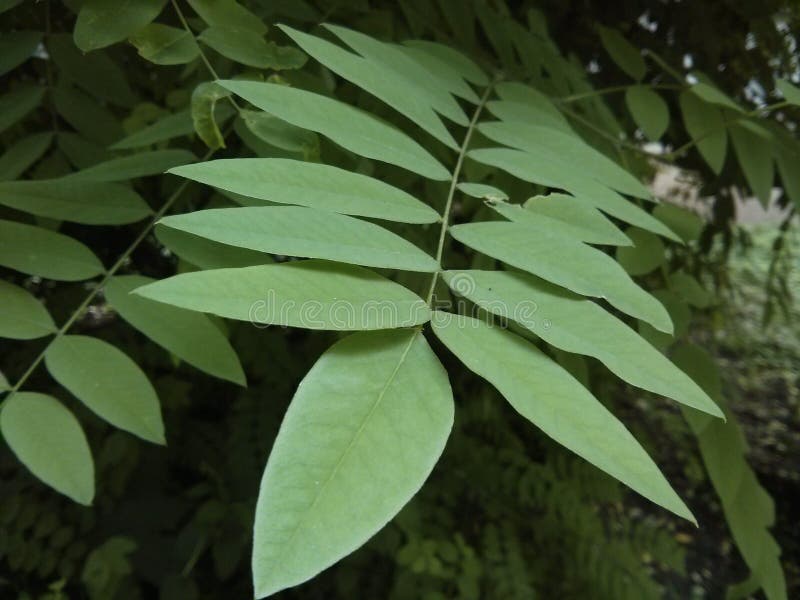 Tree leaves stock image. Image of green, detail, branch - 41900307