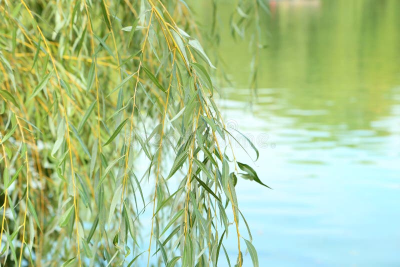 Tree leaves stock photo. Image of natural, beautiful - 85546636