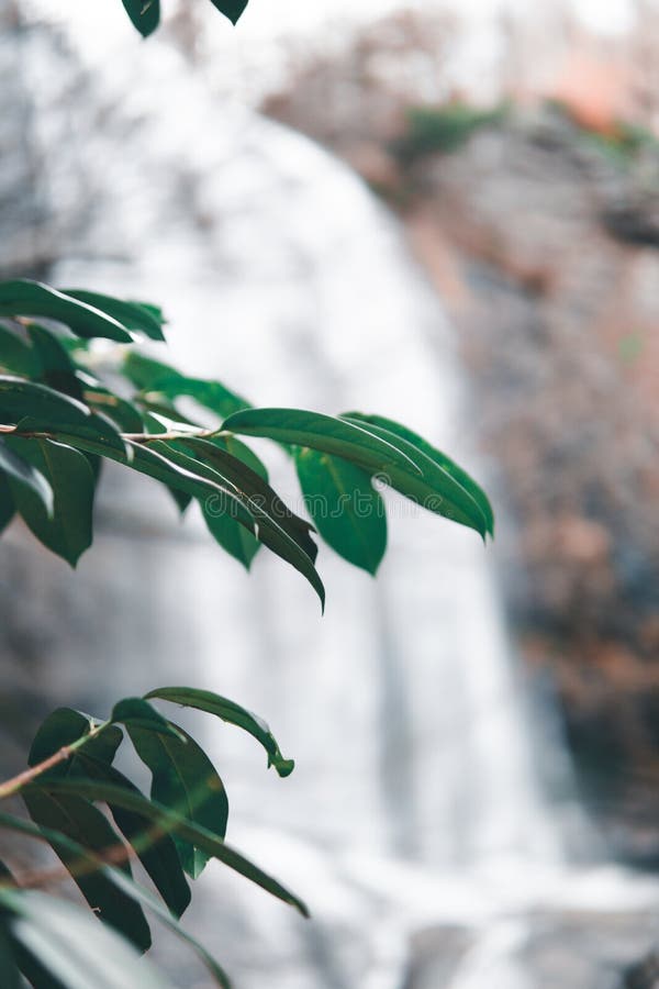 Leaves by the waterfall stock image. Image of summer - 235668209