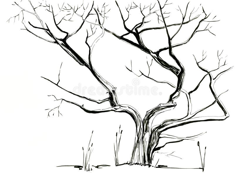 Tree without Leaves Hand Drawn Ink Sketch. Isolated. Stock Illustration ...