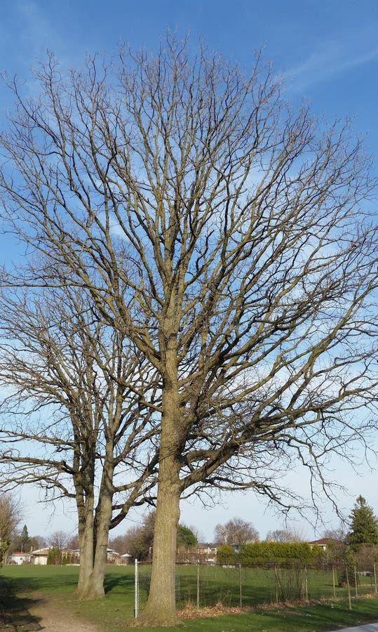 Tree without Leaves in Hot Summer Stock Image - Image of lone, garden ...