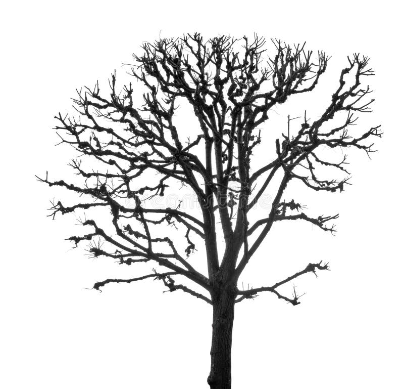 Winter Grey Large Bare Isolated Tree Stock Photo - Image of large ...