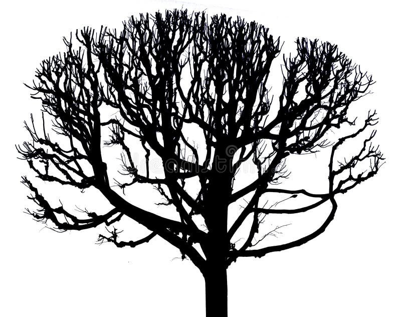 Winter Large Bare Tree Isolated Silhouette Stock Photo - Image of ...