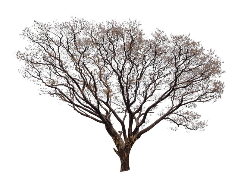 Tree without Leaves Isolated on White Background with Clipping Path ...